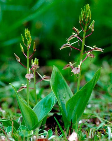 Local plant expert discovers rare fern population at O’Brien ...