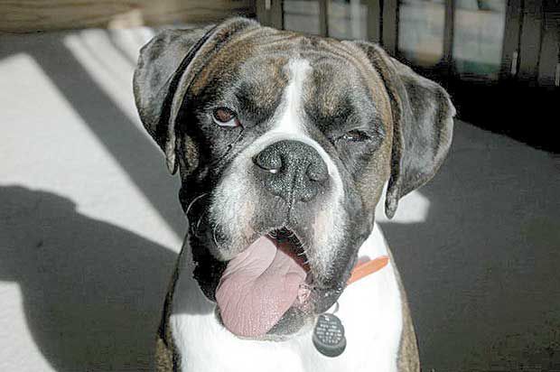 Duke’s Poutine: A family concession stand | News | presspubs.com