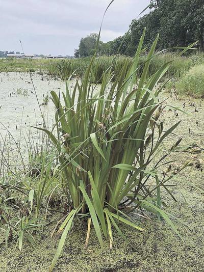 Invasive iris spotted again in Commercial Bay | News | presspubs.com