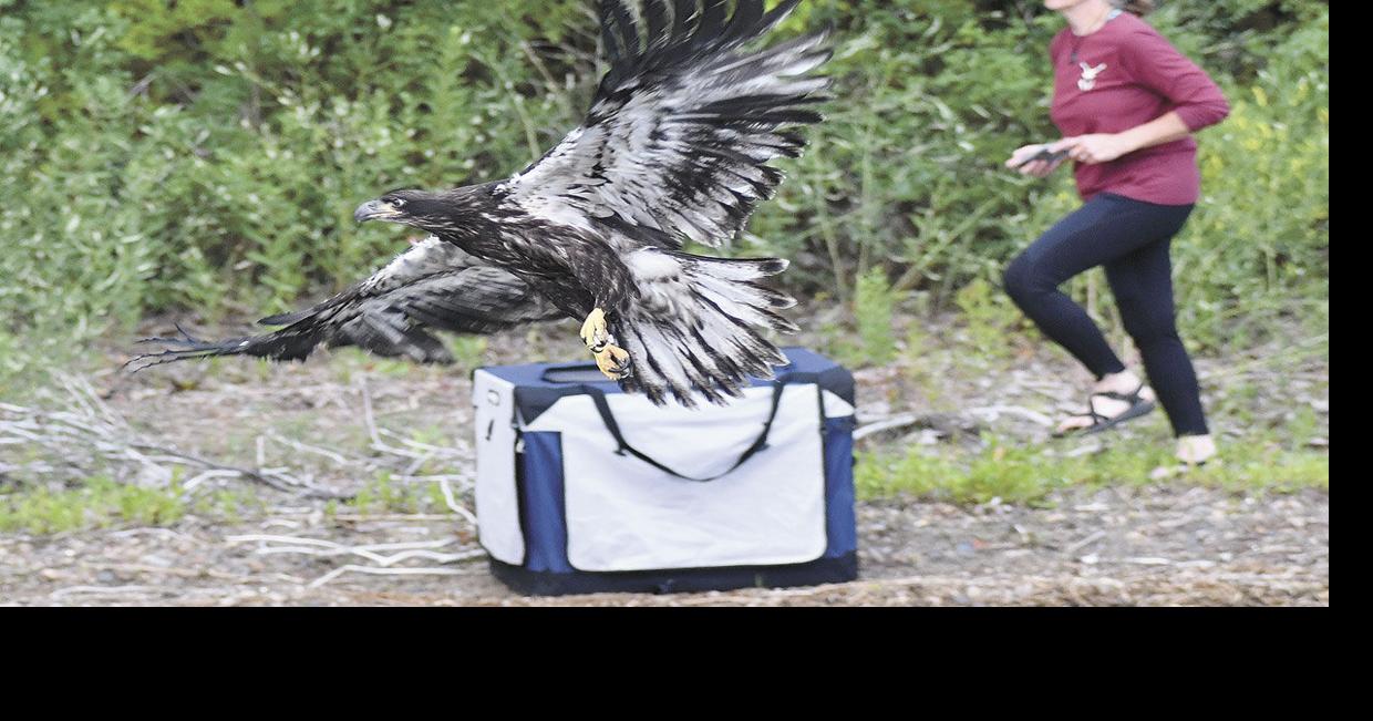 Raptor Center nurses internally injured eagle back to health | News ...