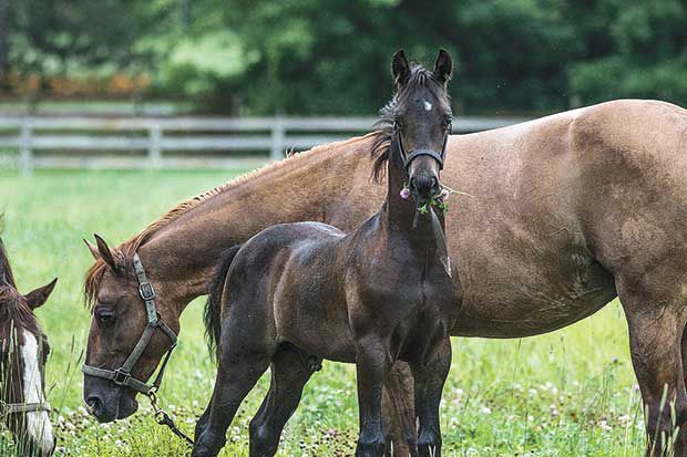 Washington County Morgan farms introduce public to historic American ...