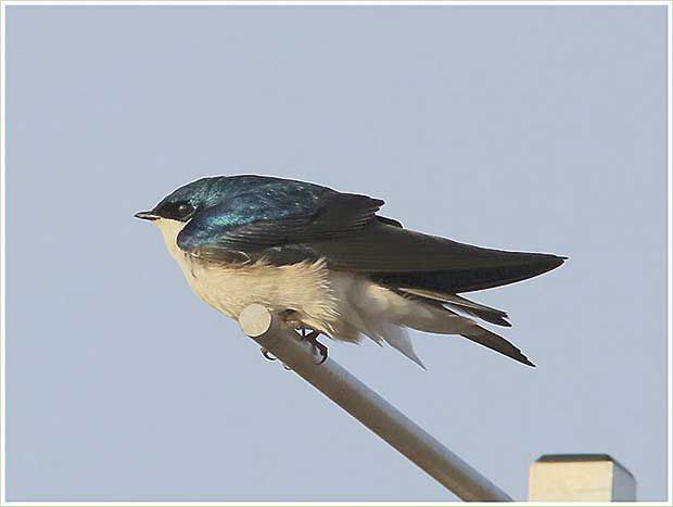 Hastings Birding Festival introduces youth to the outdoors | News ...