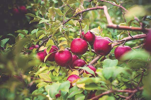 September marks start of Minnesota apple season | News | presspubs.com