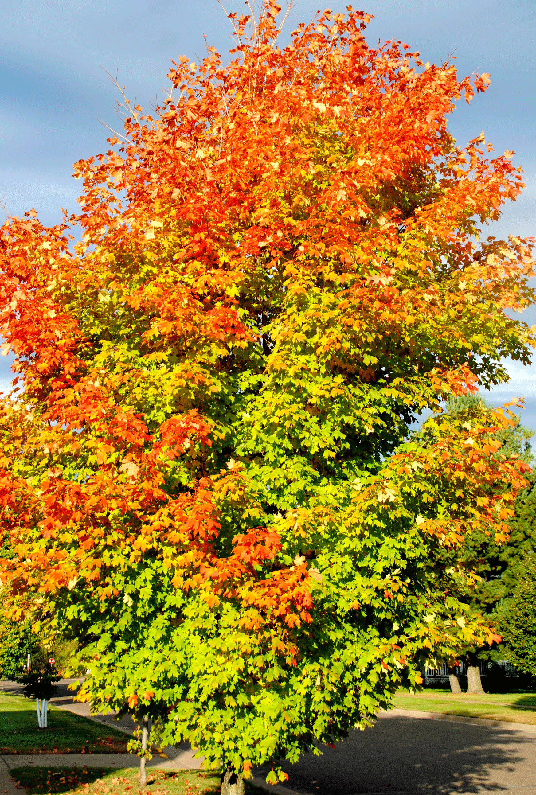 Why Do Leaves Change Color In The Fall News Presspubs