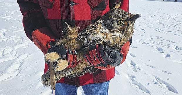 Matoska Park owl safely returned to nest following bizarre fall | News ...