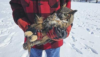 Matoska Park owl safely returned to nest following bizarre fall | News ...