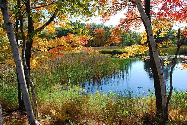 Minnesota DNR shares what to expect for fall color season | White Bear ...