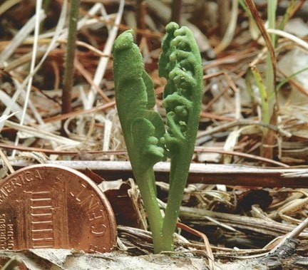 Local plant expert discovers rare fern population at O’Brien ...