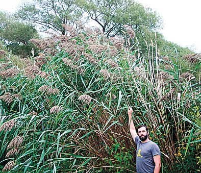 Non-native phragmites spotted in White Bear Lake | News | presspubs.com