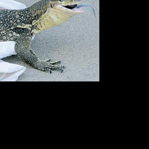4-foot lizard found in Mahtomedi | News | presspubs.com