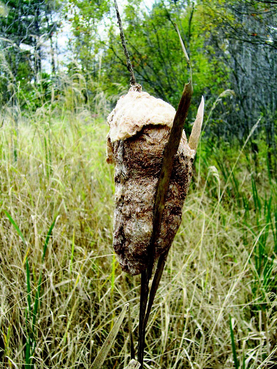 Food for thought: cattails a productive plant | Outdoors ...