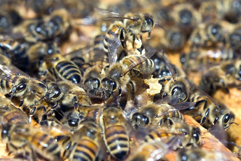 Local bees wintered well | Business | pressrepublican.com