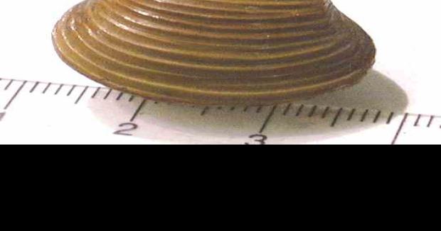 New infestation of invasive clams in Lake George | Local News ...