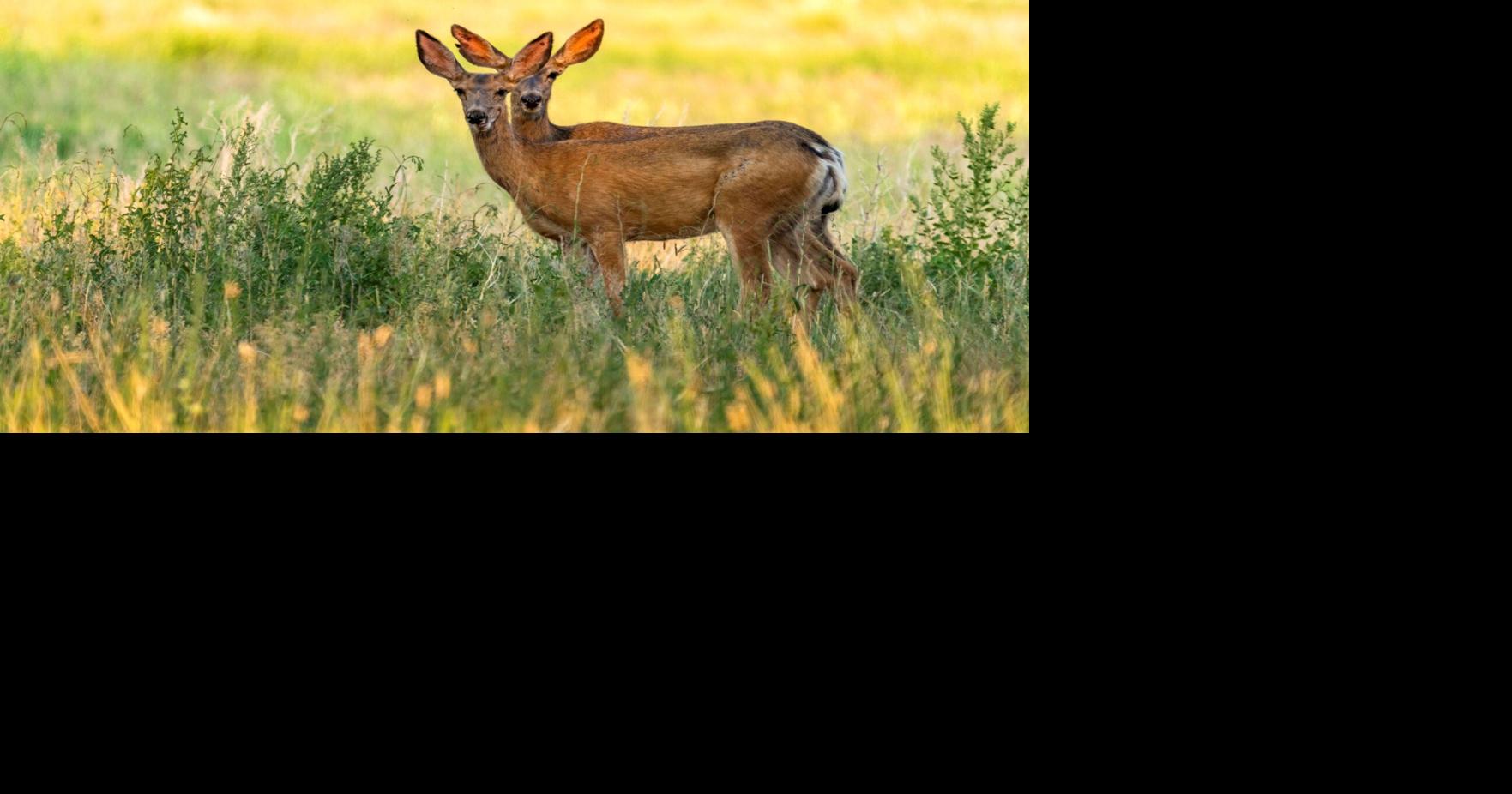 DEC finalizes antlerless deer harvest regulations | Sports ...
