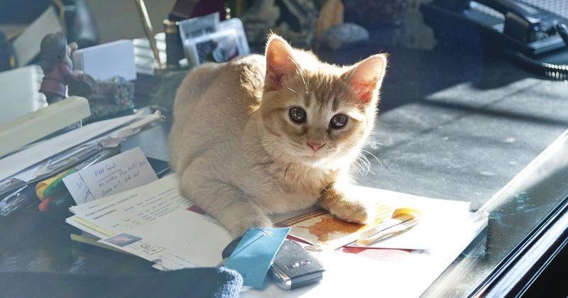 Engine had double purr | Local News | pressrepublican.com