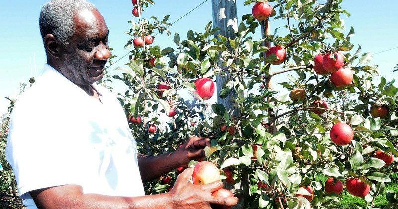 An apple-loving man of the cloth | News | pressrepublican.com