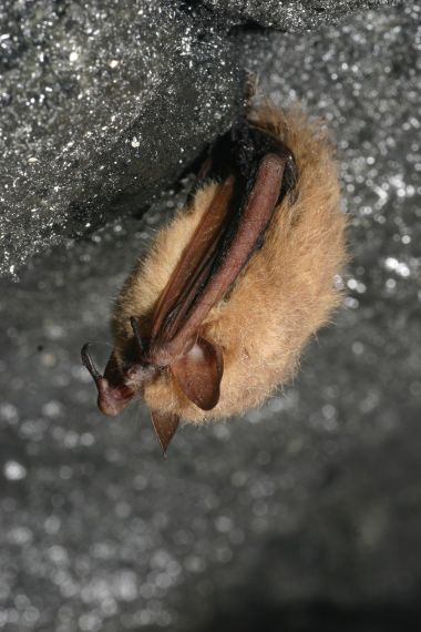 DEC encourages NY to help protect bats during ‘Bat Week’ | News ...