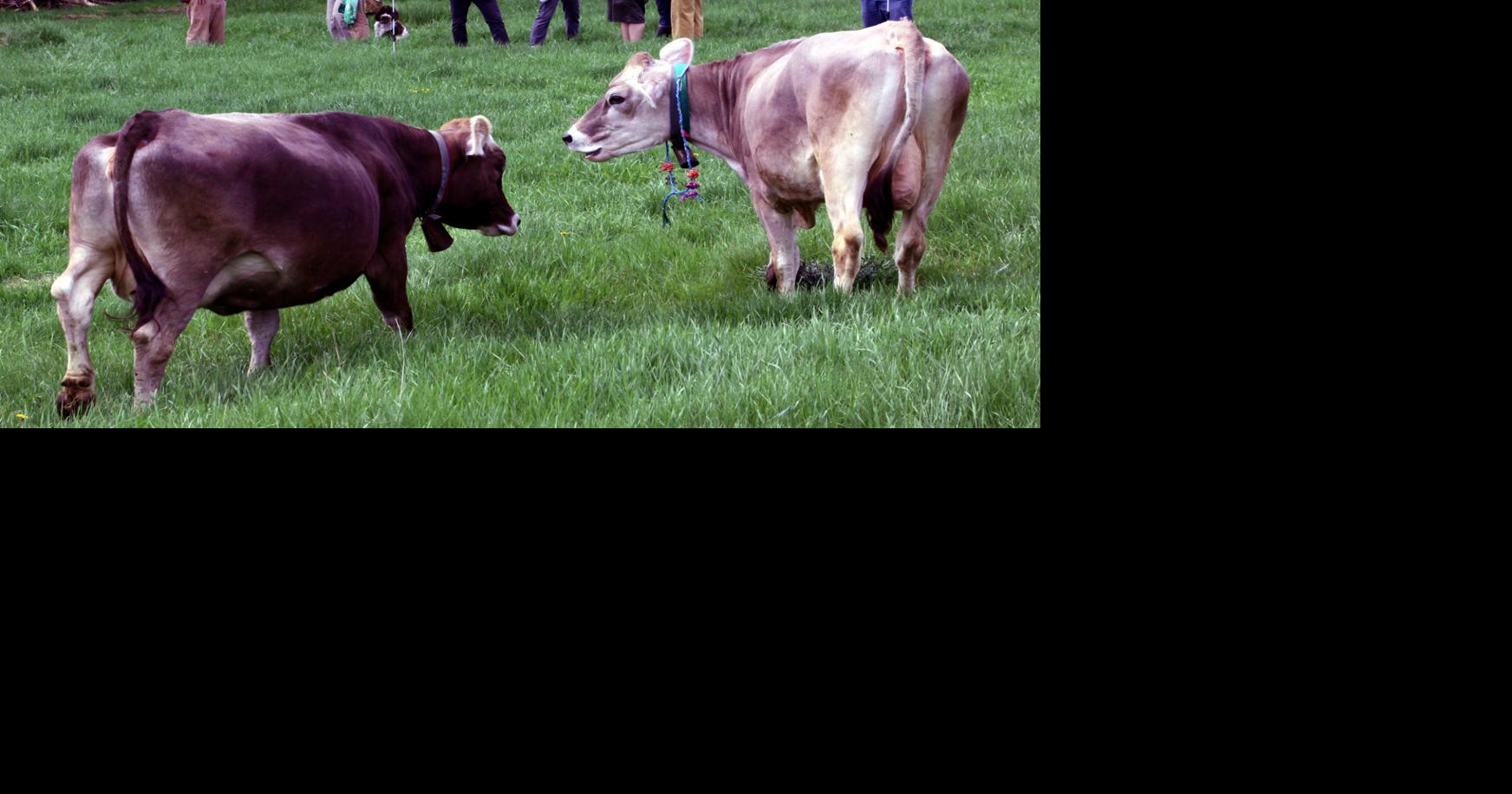 A Couple of Moo-Vie Stars | News | pressrepublican.com