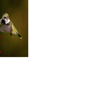 Buzz Program and Native Plant sale launch | News | pressrepublican.com