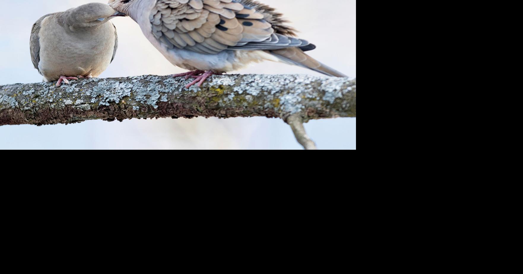 Mourning doves share preening session | News | pressrepublican.com