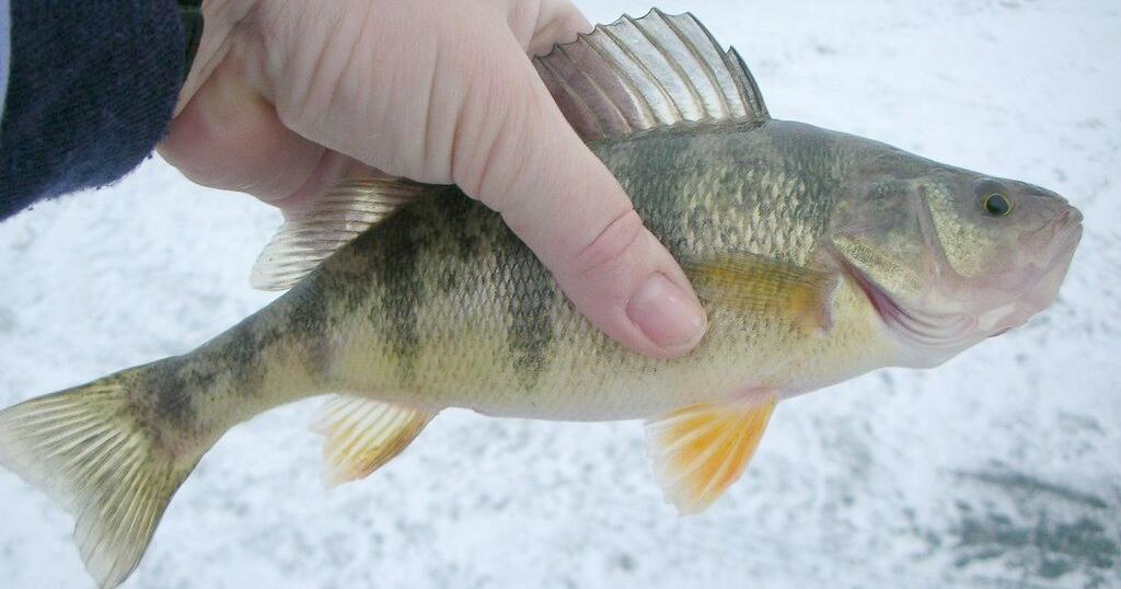 Local perch market struggling | News | pressrepublican.com