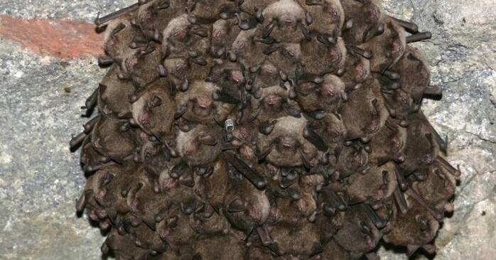 Indiana Bat remains on endangered species list decades later; Is there ...