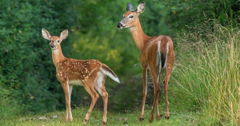 Cornell Ag Connection: White-tailed deer may be highly susceptible to ...
