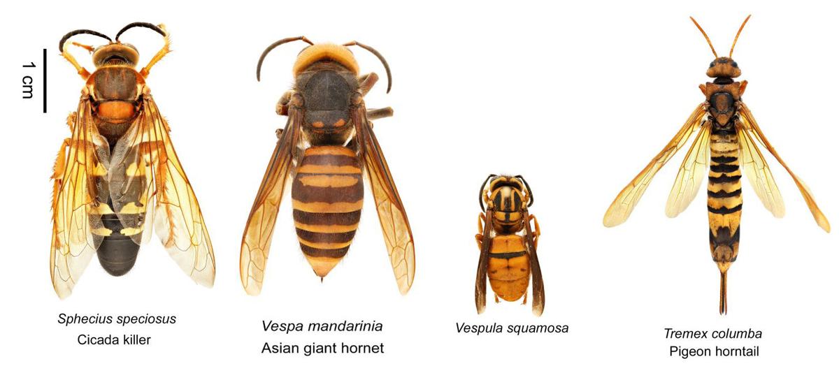 Invasion of the Murder Hornets | Opinion | pressrepublican.com
