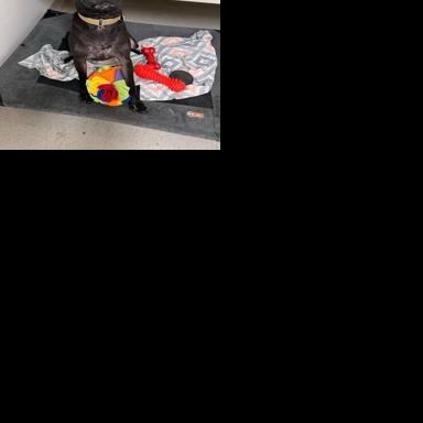 Canine Gem Dogs | | pressrepublican.com