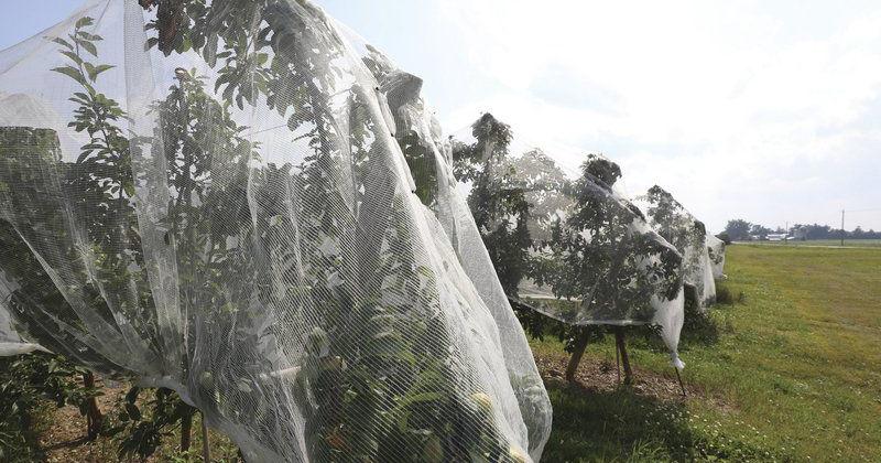 Apple tree netting protects North Country crops | Local News ...