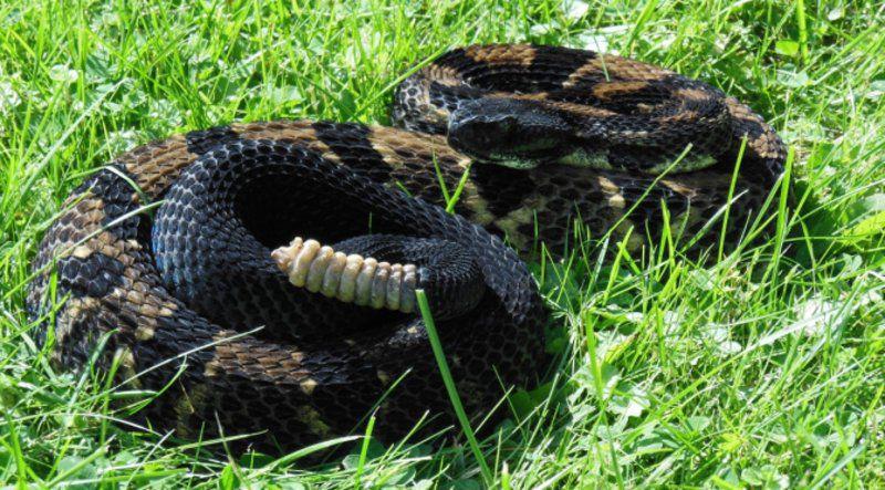 Adirondack rattlesnakes protected, isolated | Local News ...