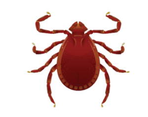Safeguard livestock from Asian longhorned ticks | News ...