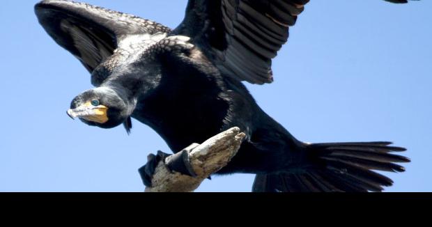 Cormorant control continues on Lake Champlain | Environment ...