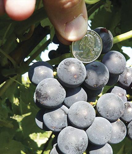 Breeding program introduces new grape | Columns | pressrepublican.com