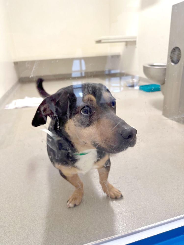 'In good faith,' A Canine Gem operator surrenders dogs to Elmore | News ...