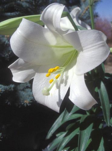 Cornell Ag Connection: The lilies of Easter | News | pressrepublican.com