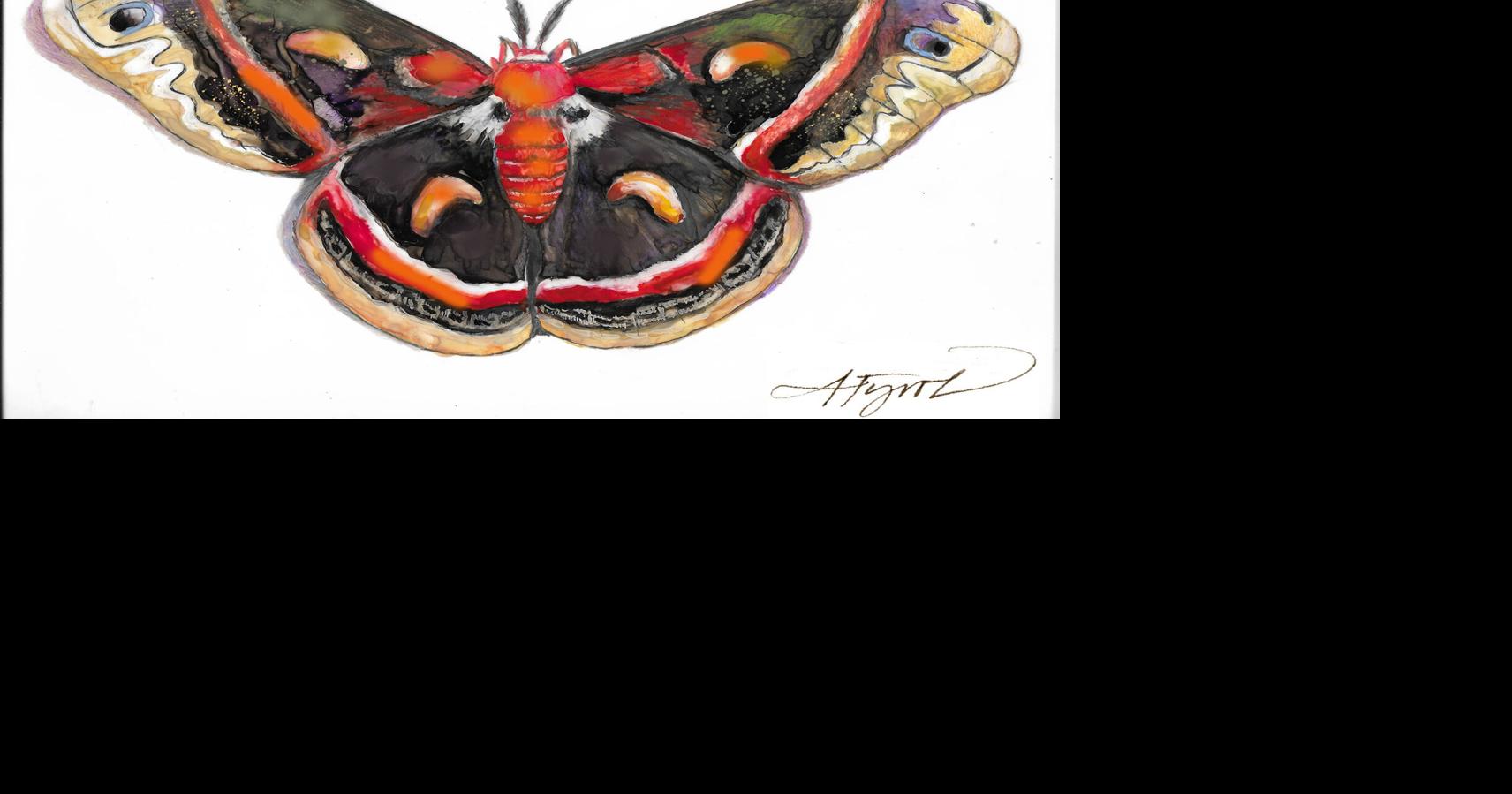 The Outside Story: A moth with a mission | Opinion | pressrepublican.com