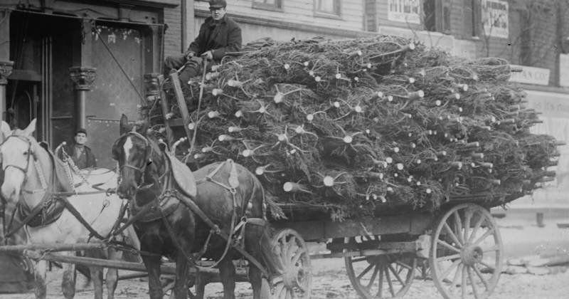 A Look at the Origins and History of Christmas Trees | Opinion ...