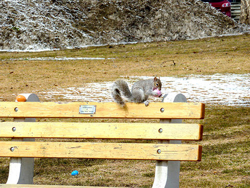 At Judea Nursery School: April Fools’ Squirrel Visits Children | Pets ...