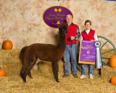 Alpaca Farm Will Welcome Visitors | Pets & Horses | primepublishers.com