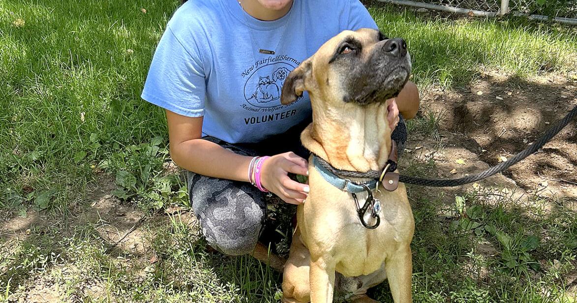 GETTING ZACH ADOPTED | Pets & Horses | primepublishers.com