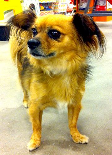 DASHER | Pets & Horses | primepublishers.com
