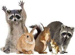 Library to Host Wildlife Program | Community Events | primepublishers.com
