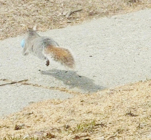 At Judea Nursery School: April Fools’ Squirrel Visits Children | Pets ...
