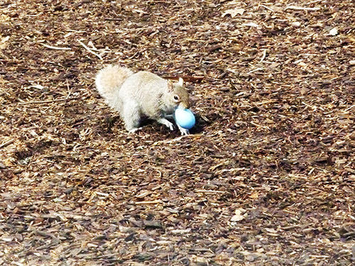 At Judea Nursery School: April Fools’ Squirrel Visits Children | Pets ...