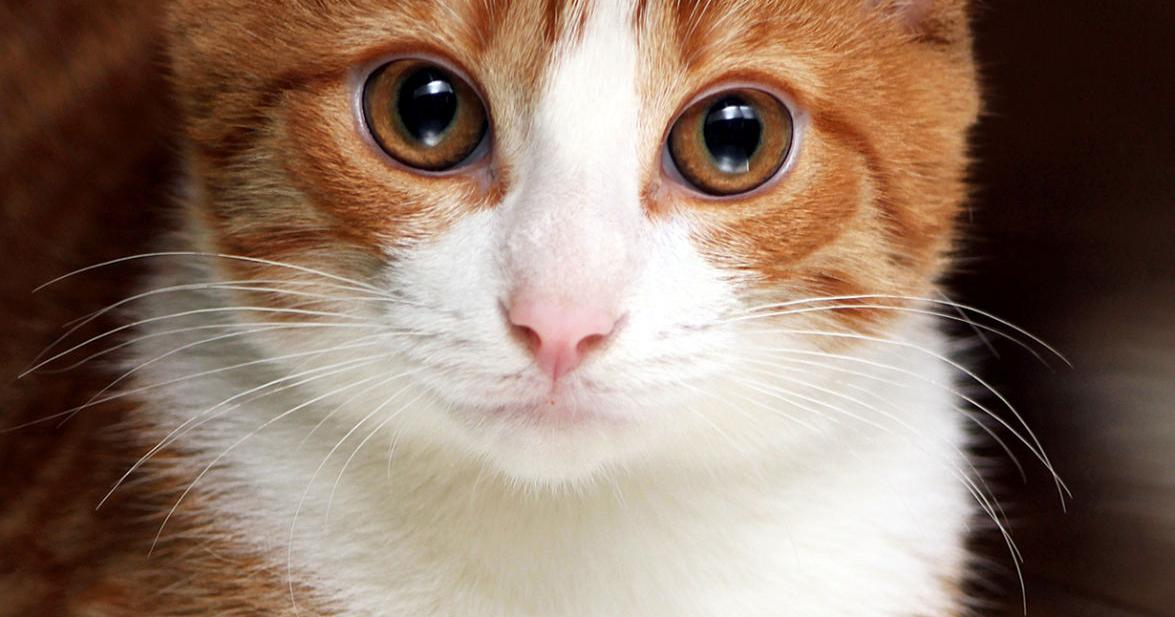 FELIX | Pets & Horses | primepublishers.com