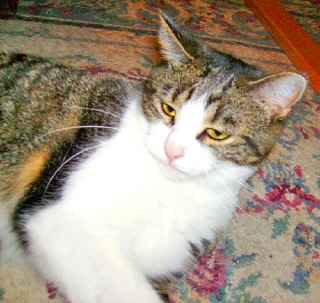 WENDY | Pets & Horses | primepublishers.com