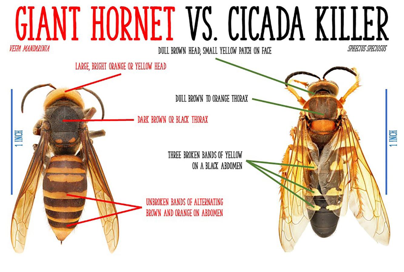 Not the ‘Murder Hornet’: Cicada Killer Wasps Termed Gentle Giants ...