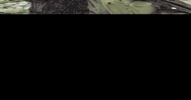 Ronald T. Delaney, Jr. | Obituaries | primepublishers.com