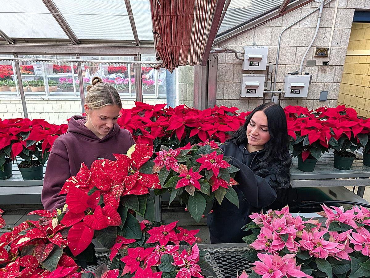 Woodbury FFA Wreath Sale and Pet Photography Event at Nonnewaug High ...